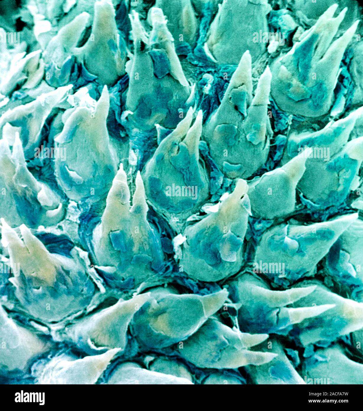 Mammalian tongue surface, coloured scanning electron micrograph (SEM ...