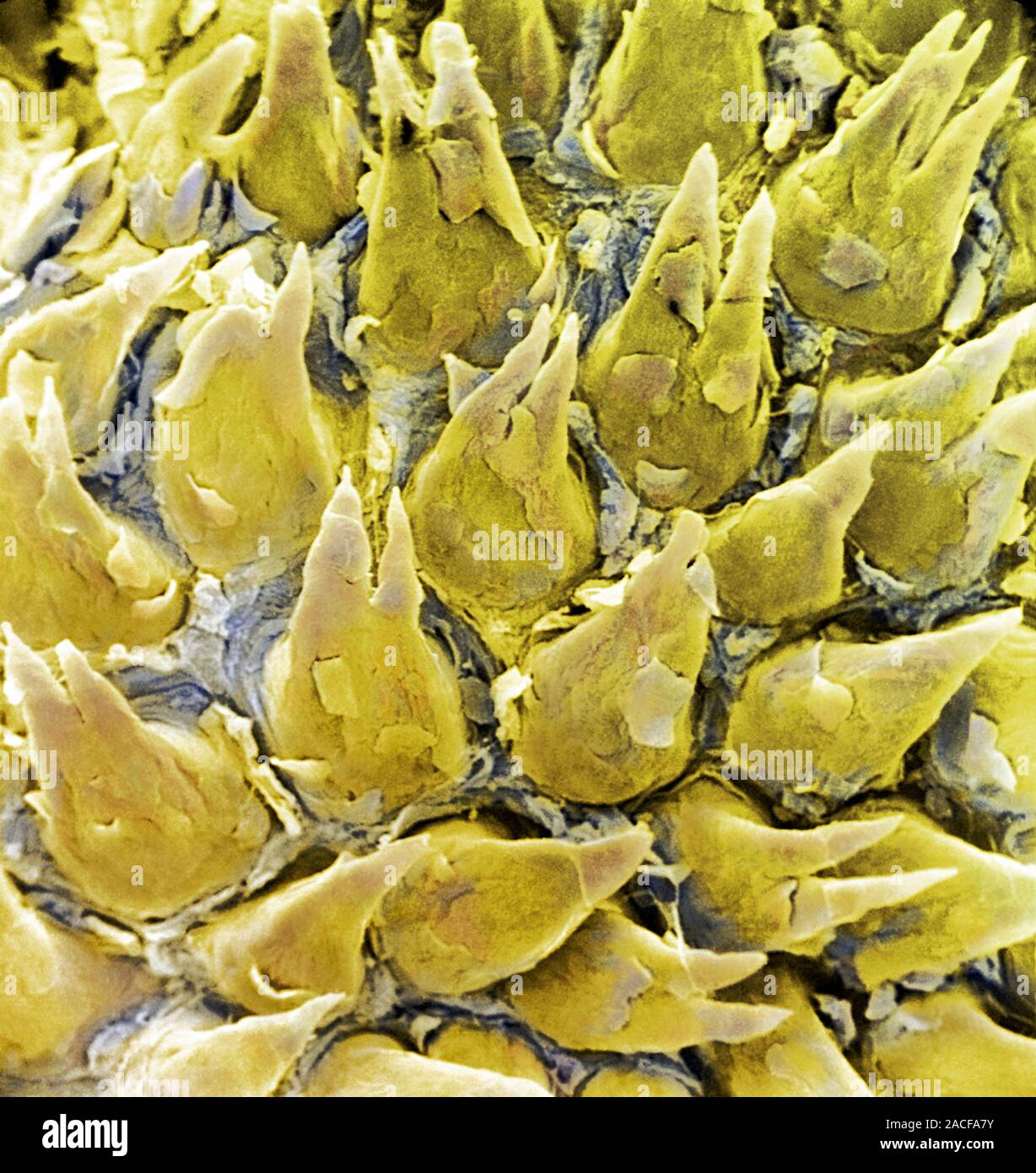 Mammalian tongue surface, coloured scanning electron micrograph (SEM ...