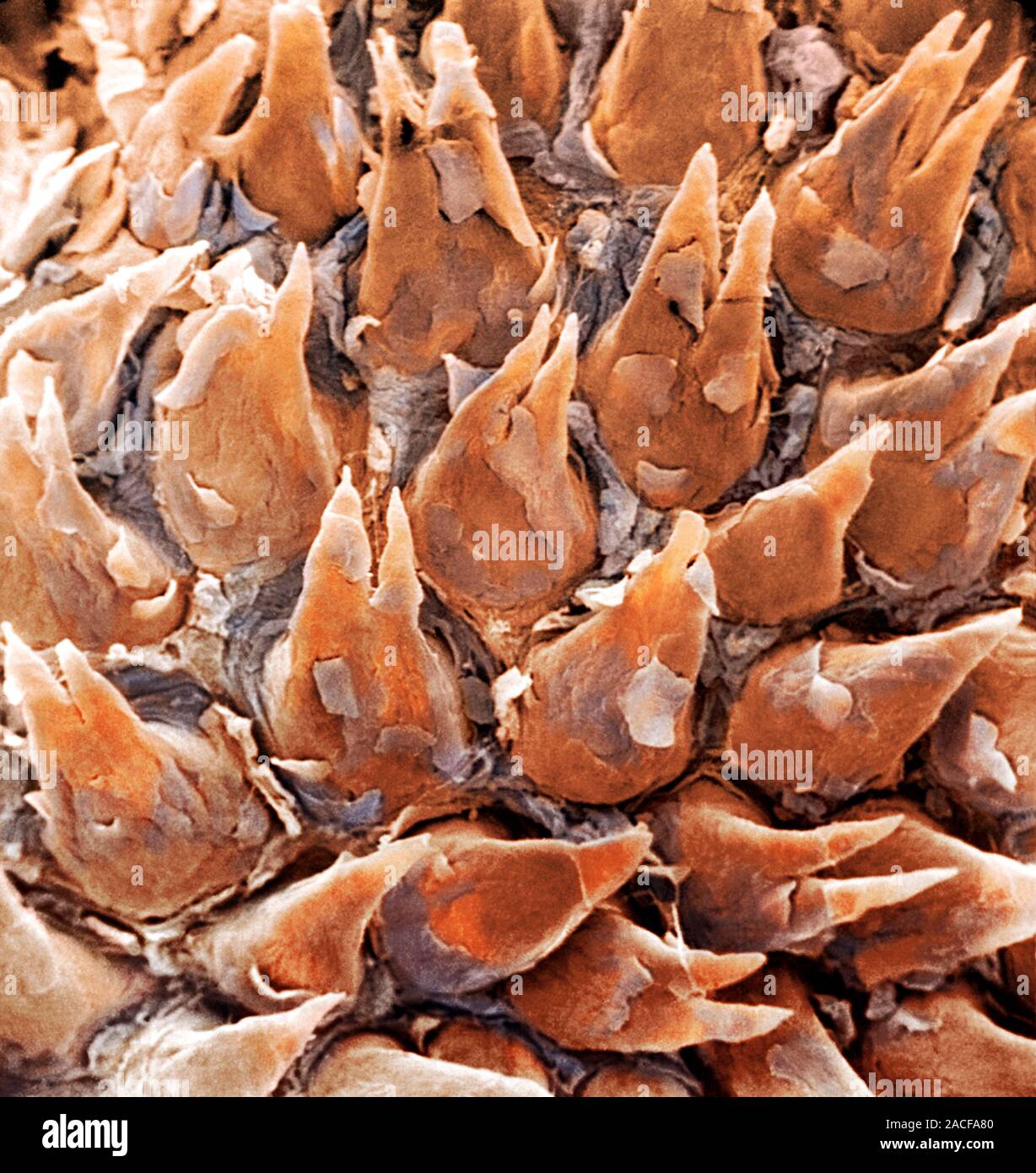 Mammalian tongue surface, coloured scanning electron micrograph (SEM ...