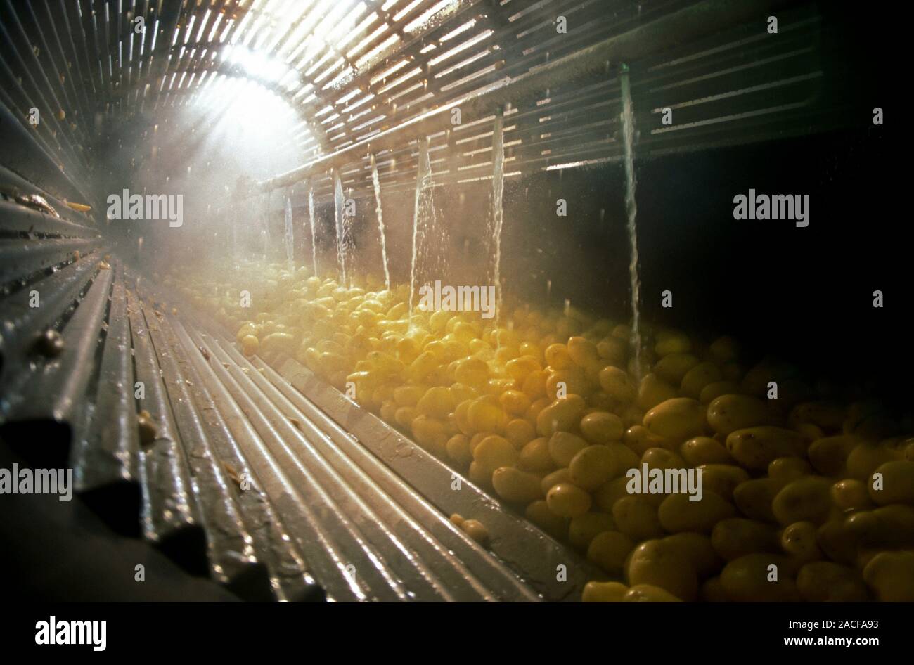 Frozen chip factory. Potatoes being washed and peeled in a frozen chip ...