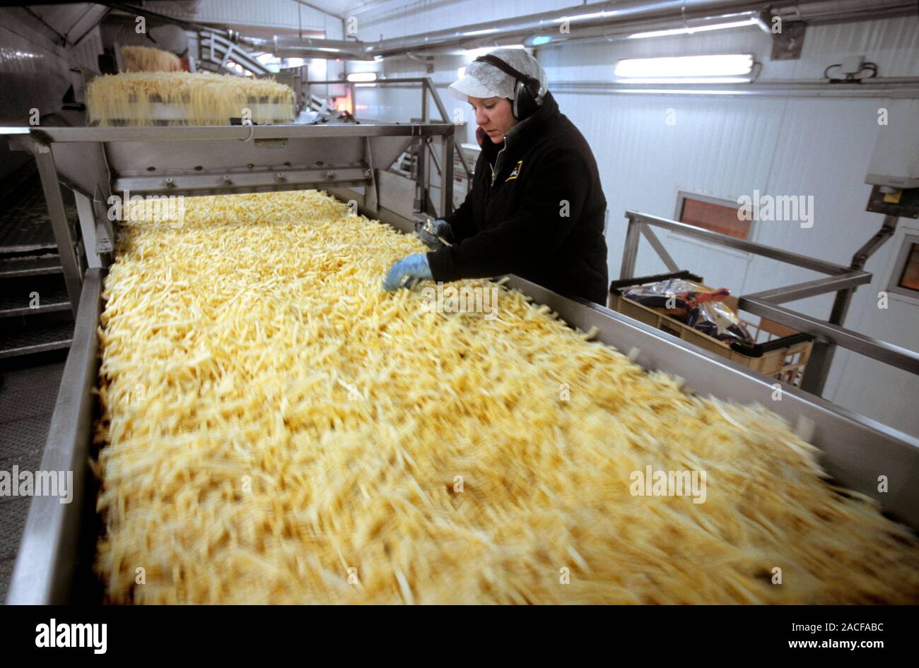 Frozen chip factory. Fried chips moving along a conveyor belt to the ...