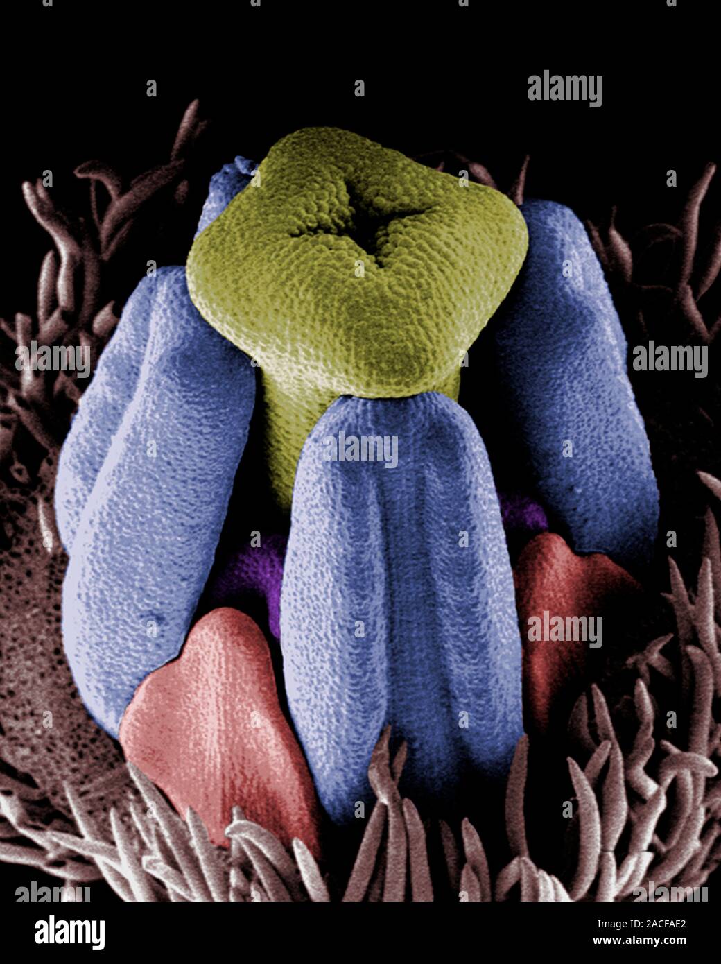 Developing flower bud, coloured scanning electron micrograph (SEM ...