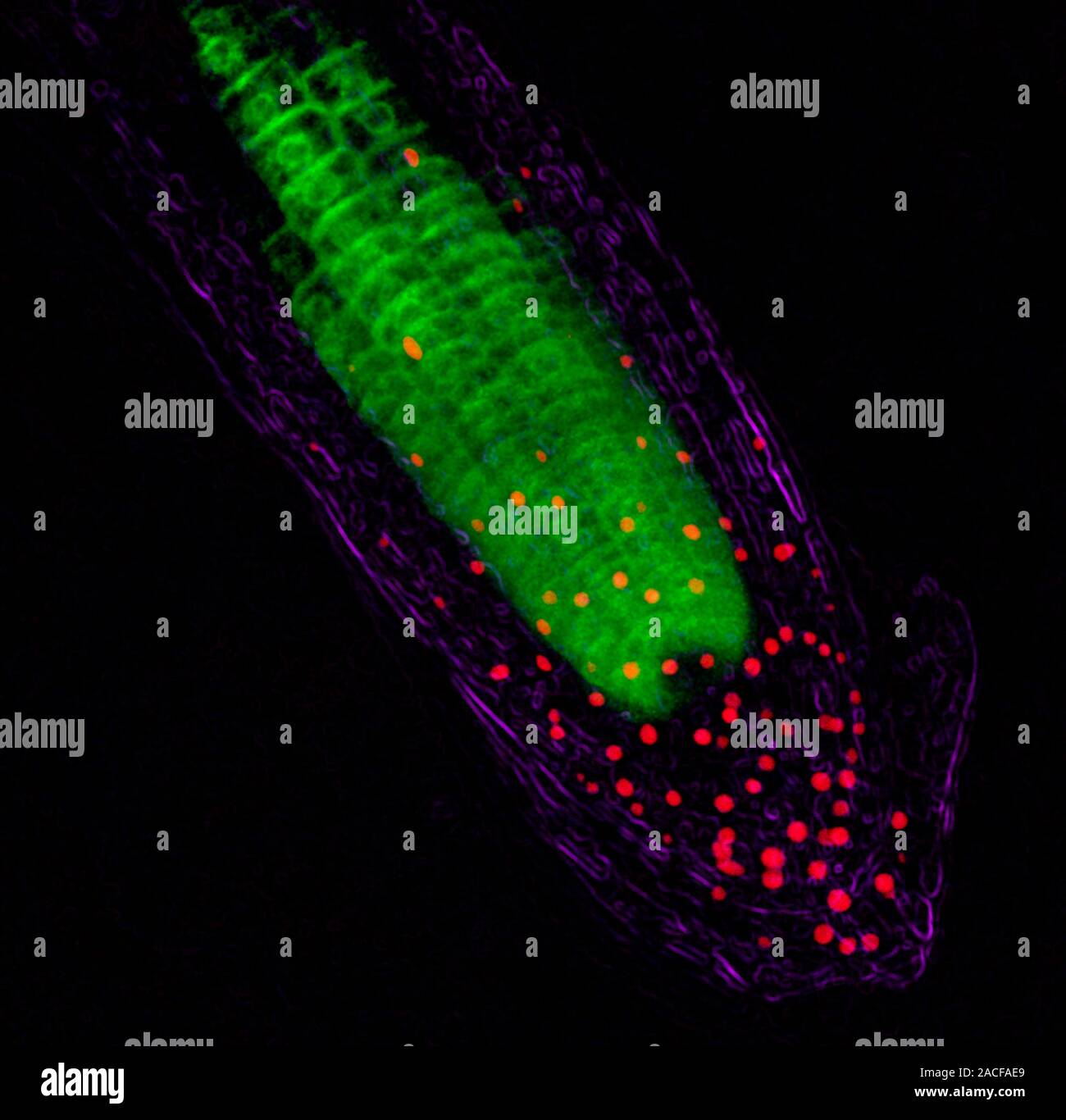 Root tip, confocal light micrograph. 3D composite reconstruction ...