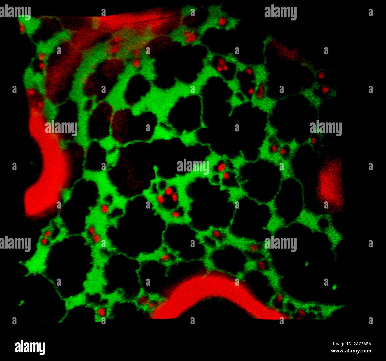 Plant cell organelles, confocal light micrograph. 3D composite ... Plant cell organelles, confocal light micrograph. 3D composite ...