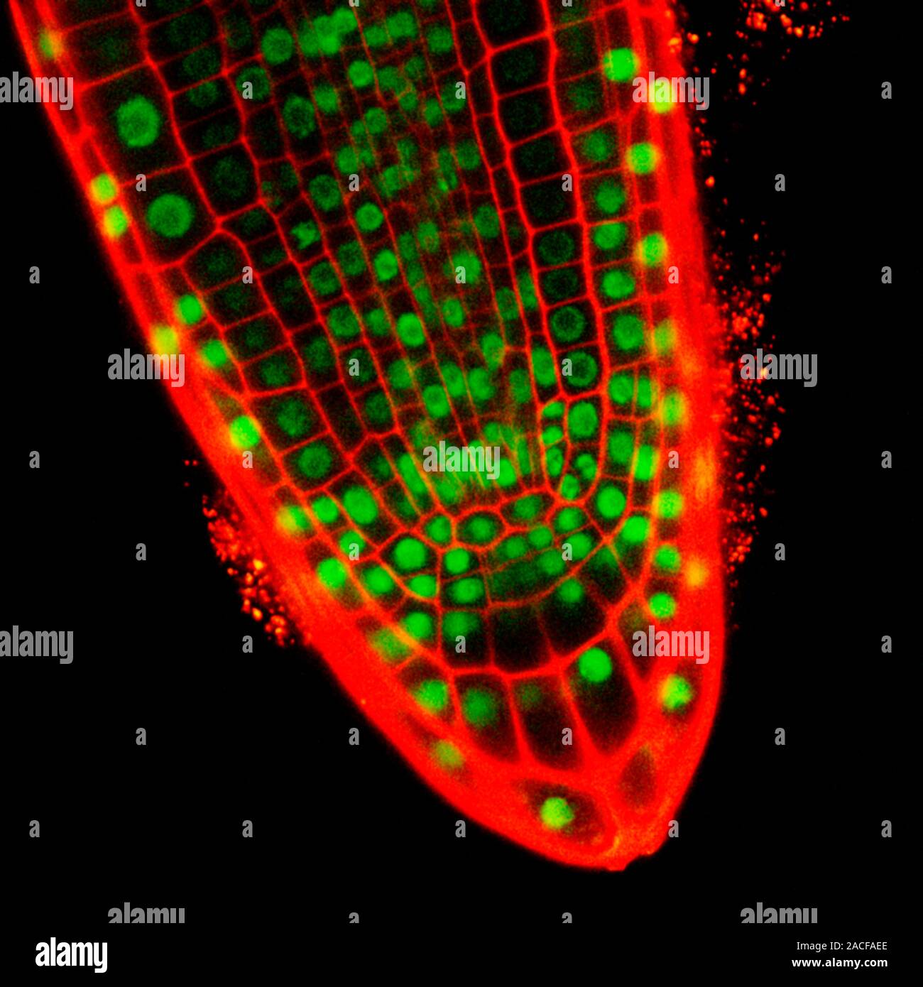 Root tip. Confocal light micrograph, showing cell walls (red) and ...