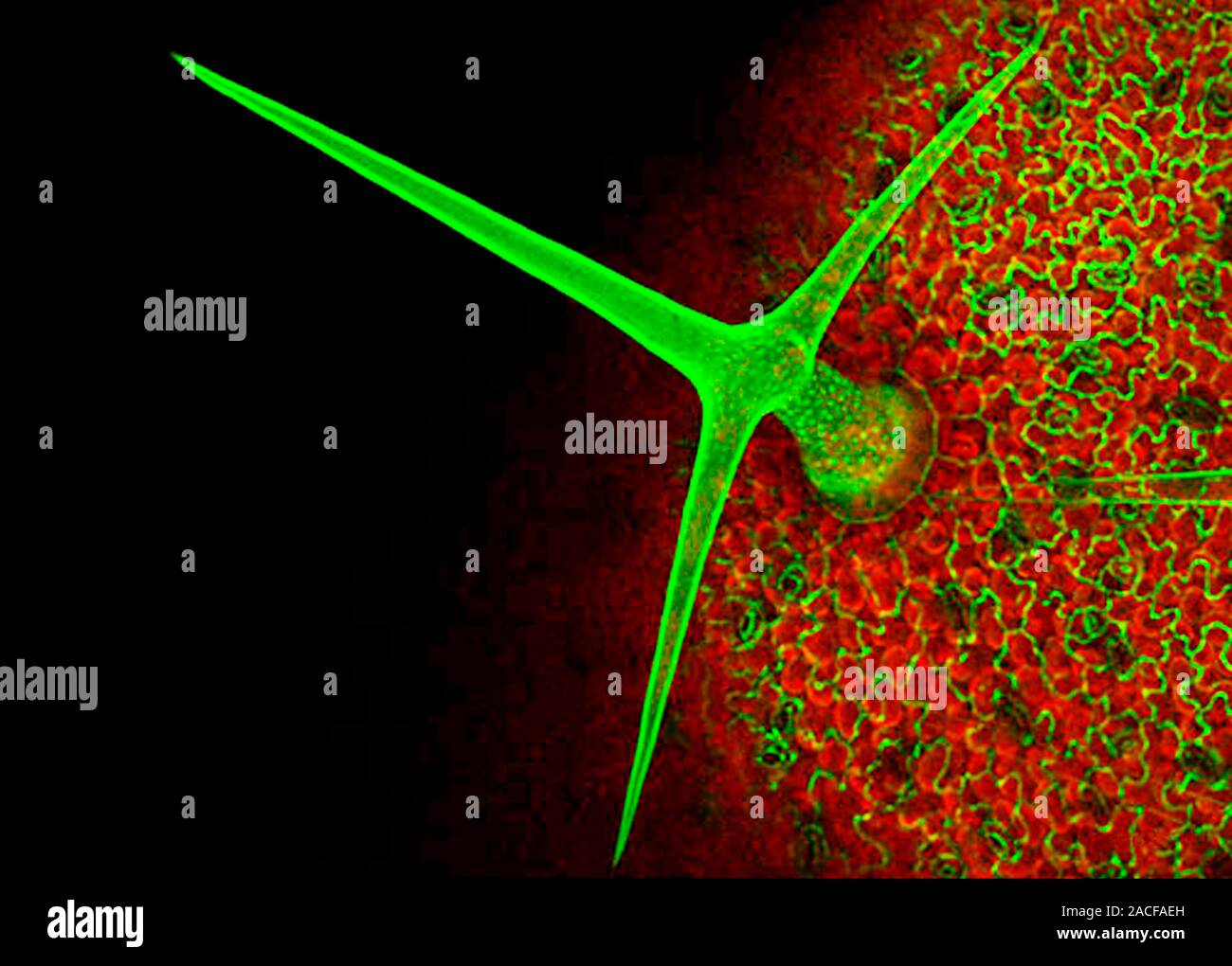 Plant trichome, confocal light micrograph. 3D reconstruction of a ...
