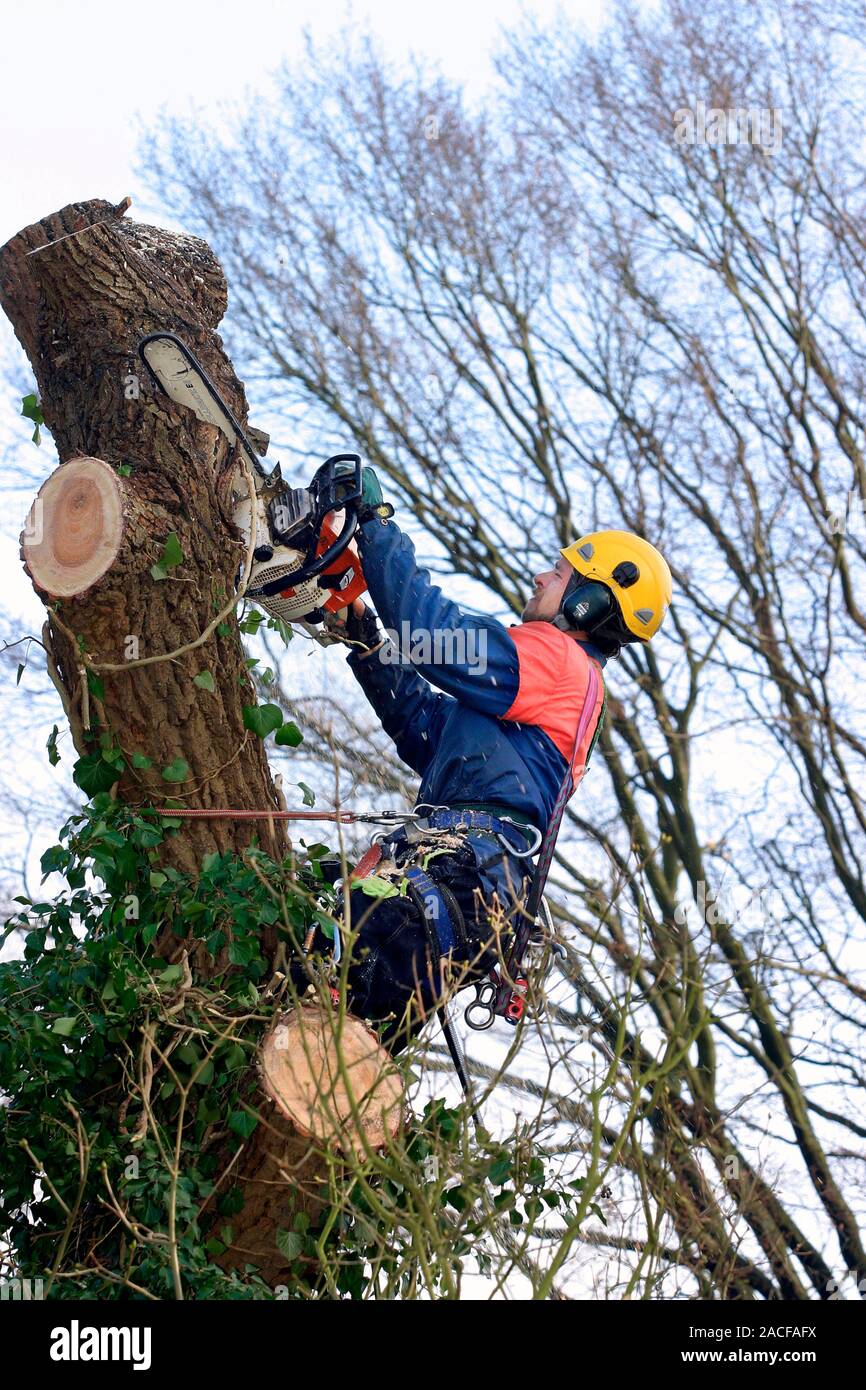 Tree surgery. Tree surgeon using a chain saw on a tree Stock Photo - Alamy