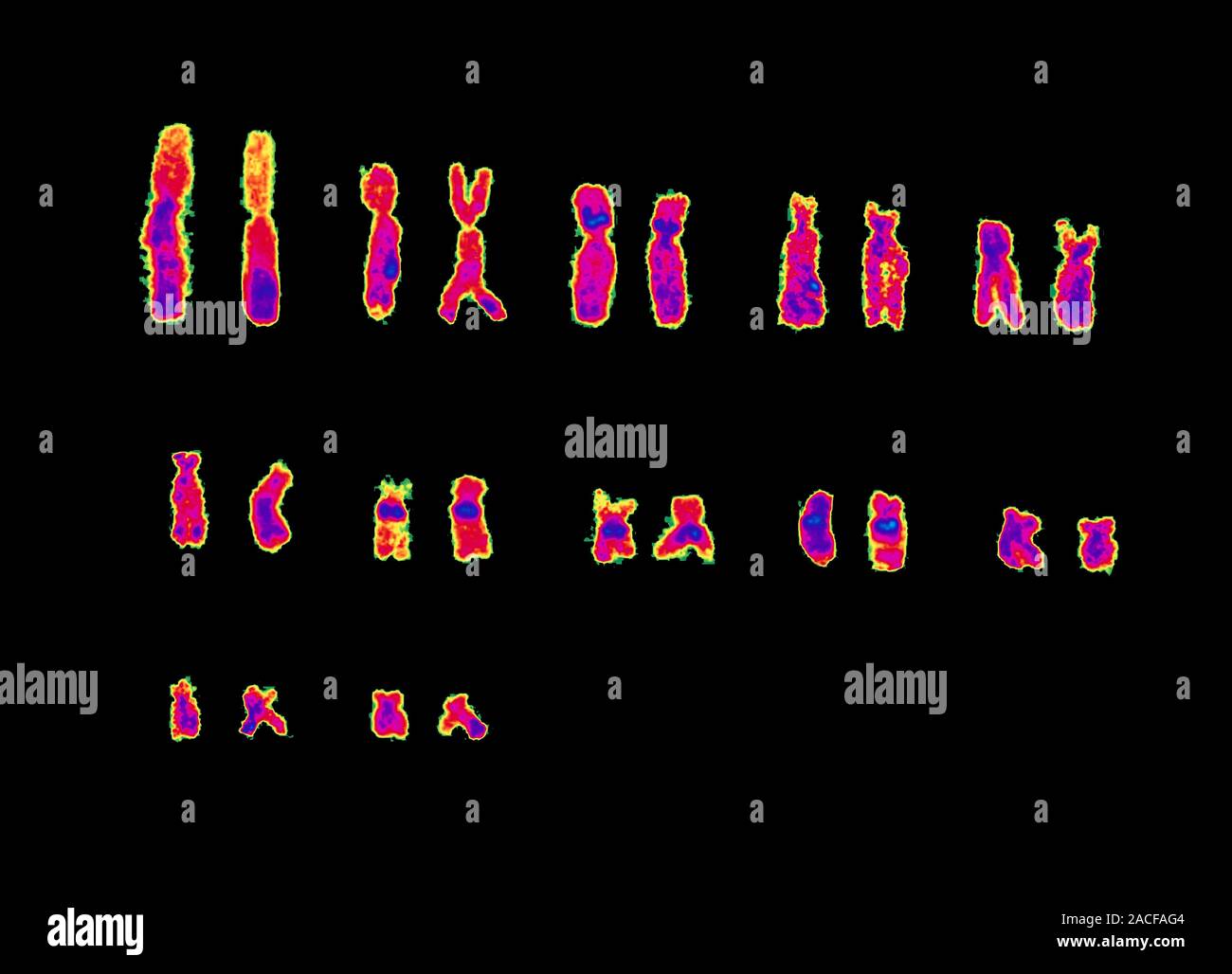Frog karyotype. A karyotype is the complete set of chromosomes of an ...