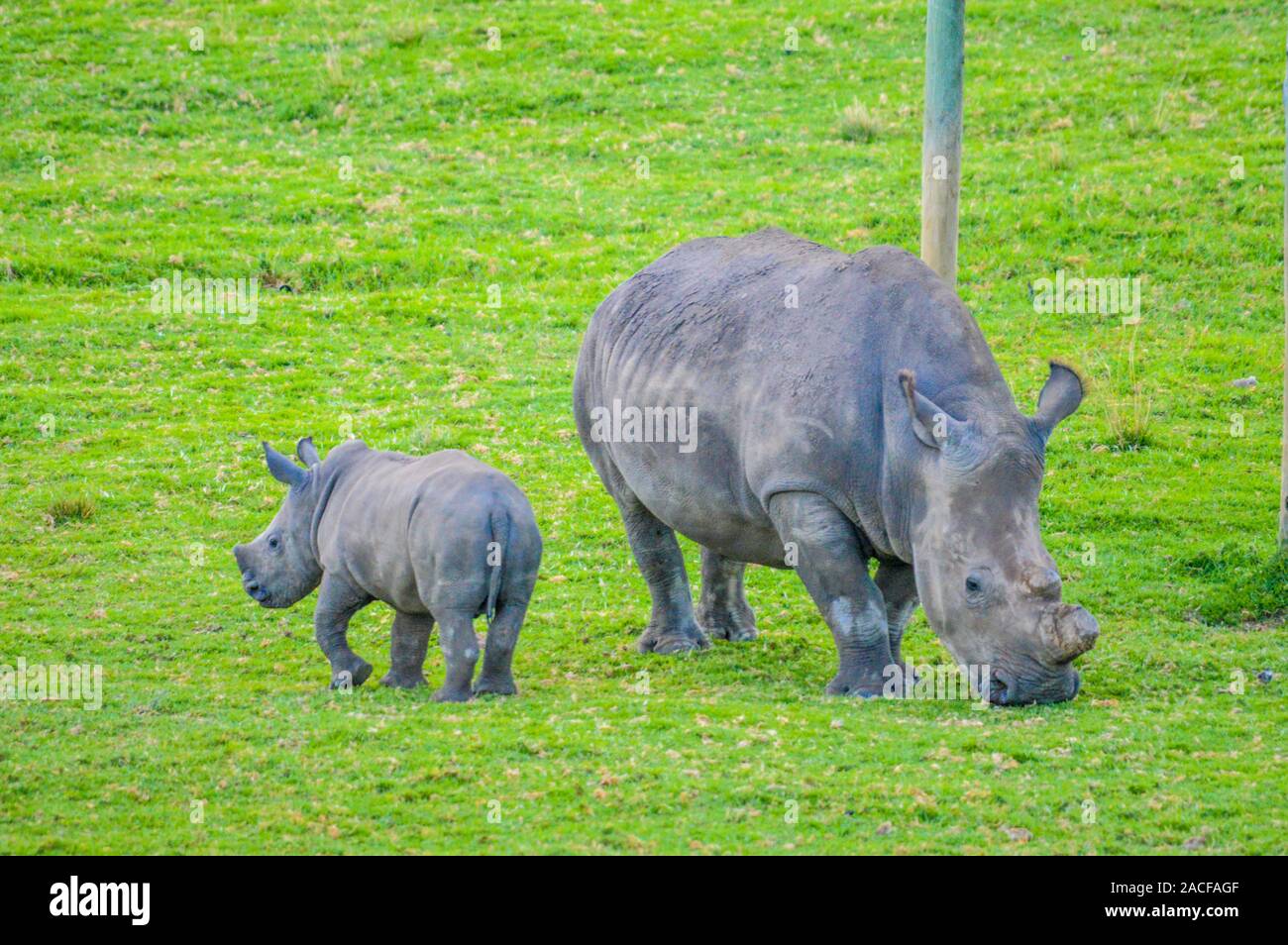 Male bull Cute White Rhino or Rhinoceros in a nature wild reserve in ...