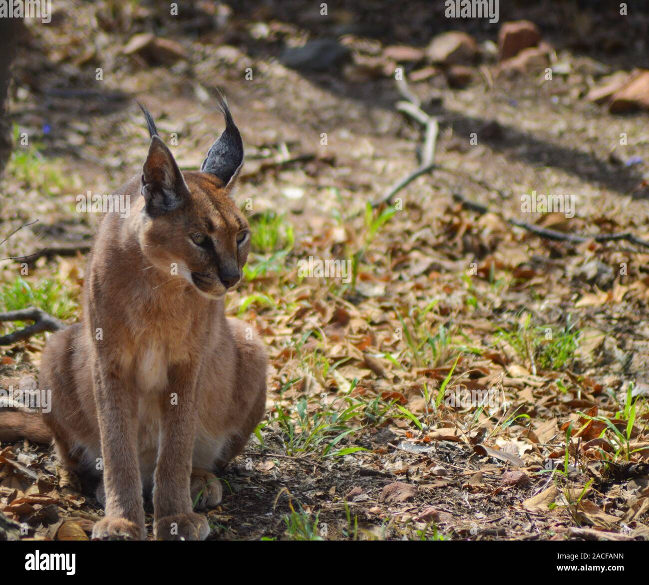 Caracal also know as African golden Cat in a game reserve Stock Photo ...