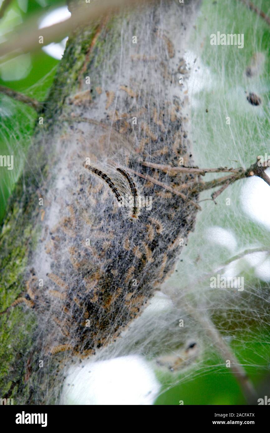 Oak processionary caterpillar nest. Caterpillars of the oak ...