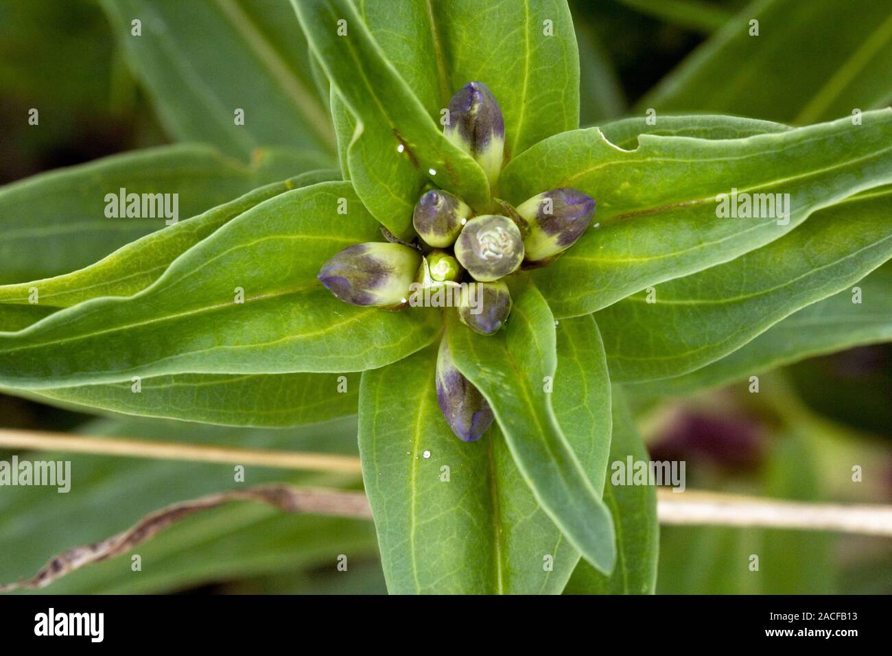 Cross gentian (Gentiana cruciata) flower buds. Photographed in Romania ...