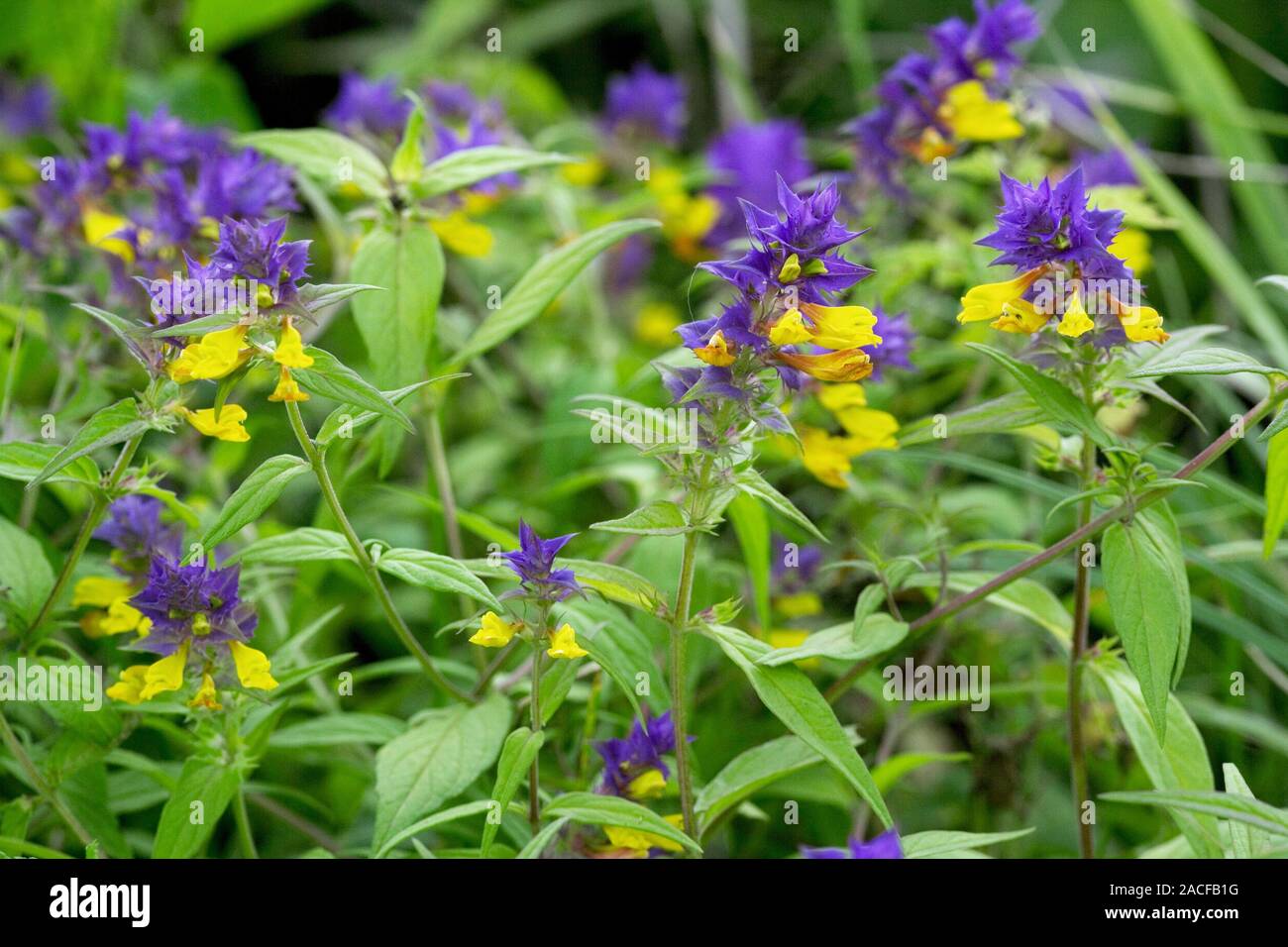 Cow-wheat (Melampyrum bihariense) flowers. Photographed in Romania ...