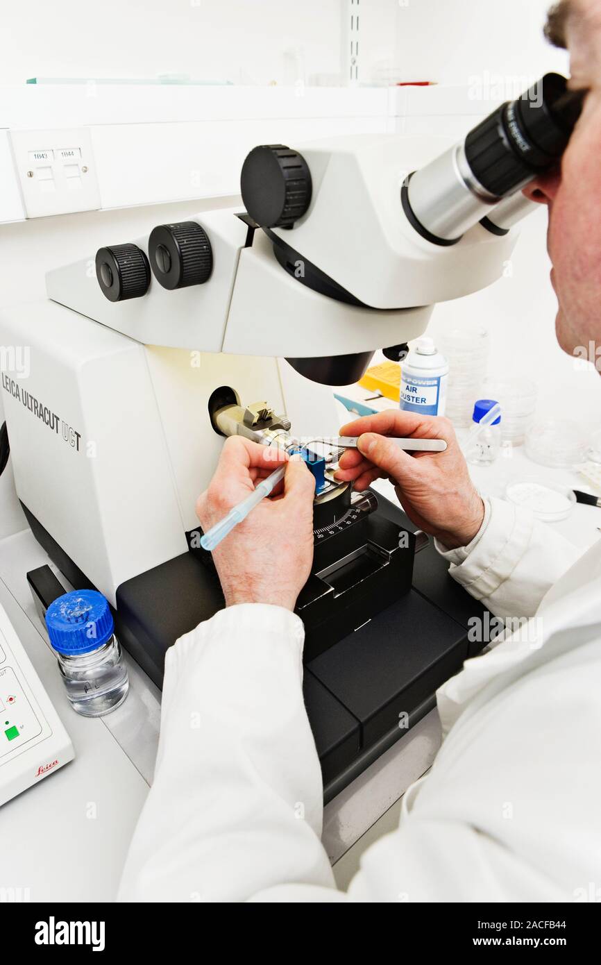 Slicing tissue. Technician looking through a light micrograph while ...
