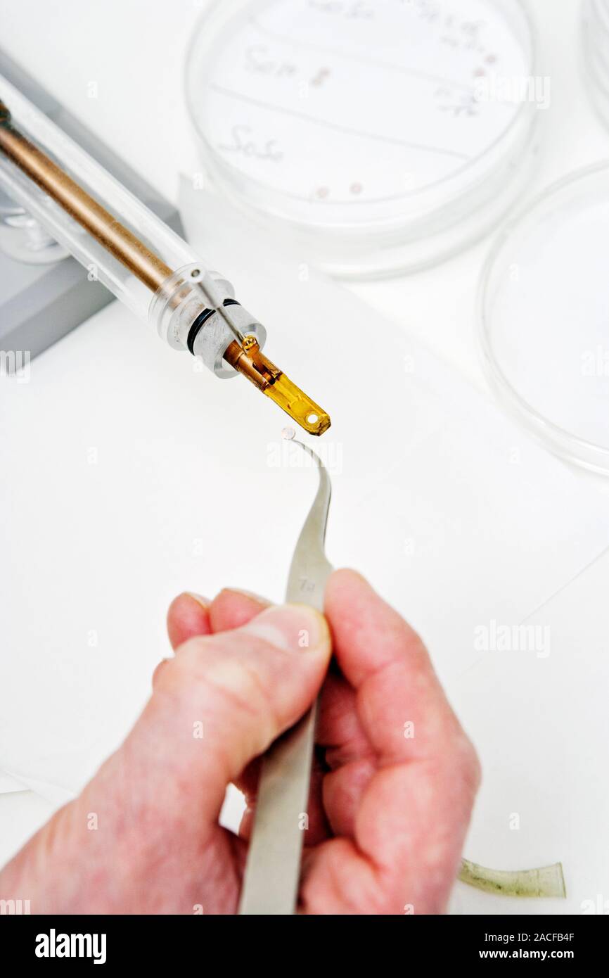 Electron microscopy. Tissue sample (held in tweezers) being placed onto ...