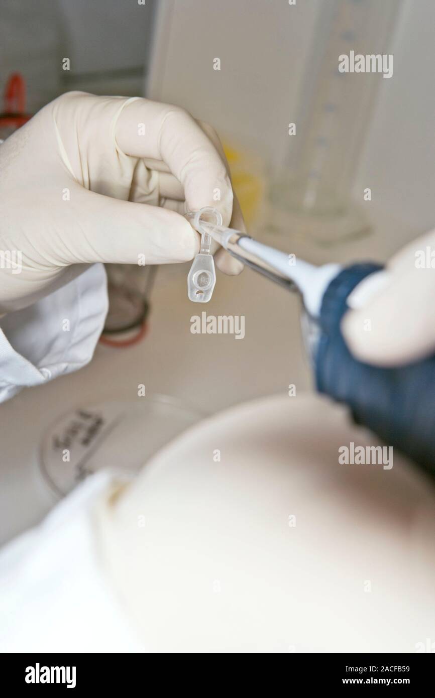 Protein analysis. Technician using a pipette to add solution to an ...