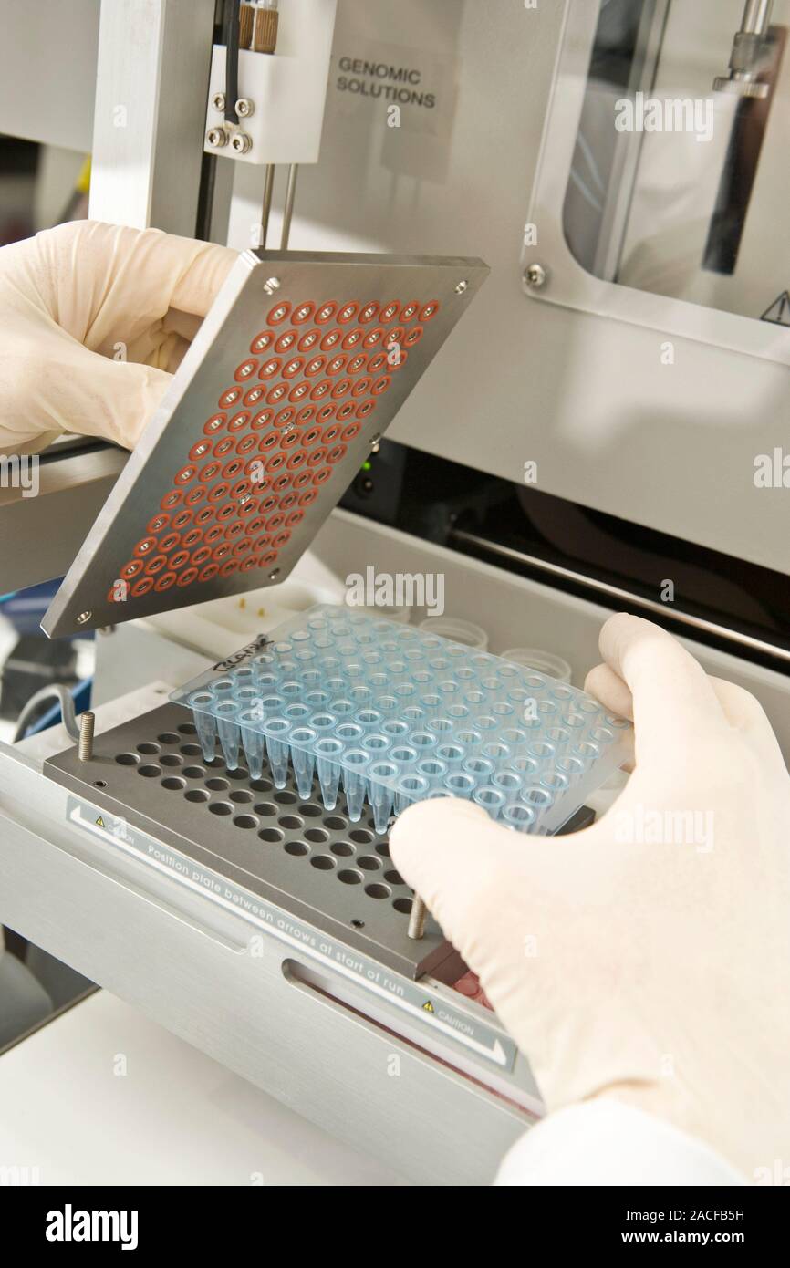 Protein analysis. Technician placing samples into a protein digester ...