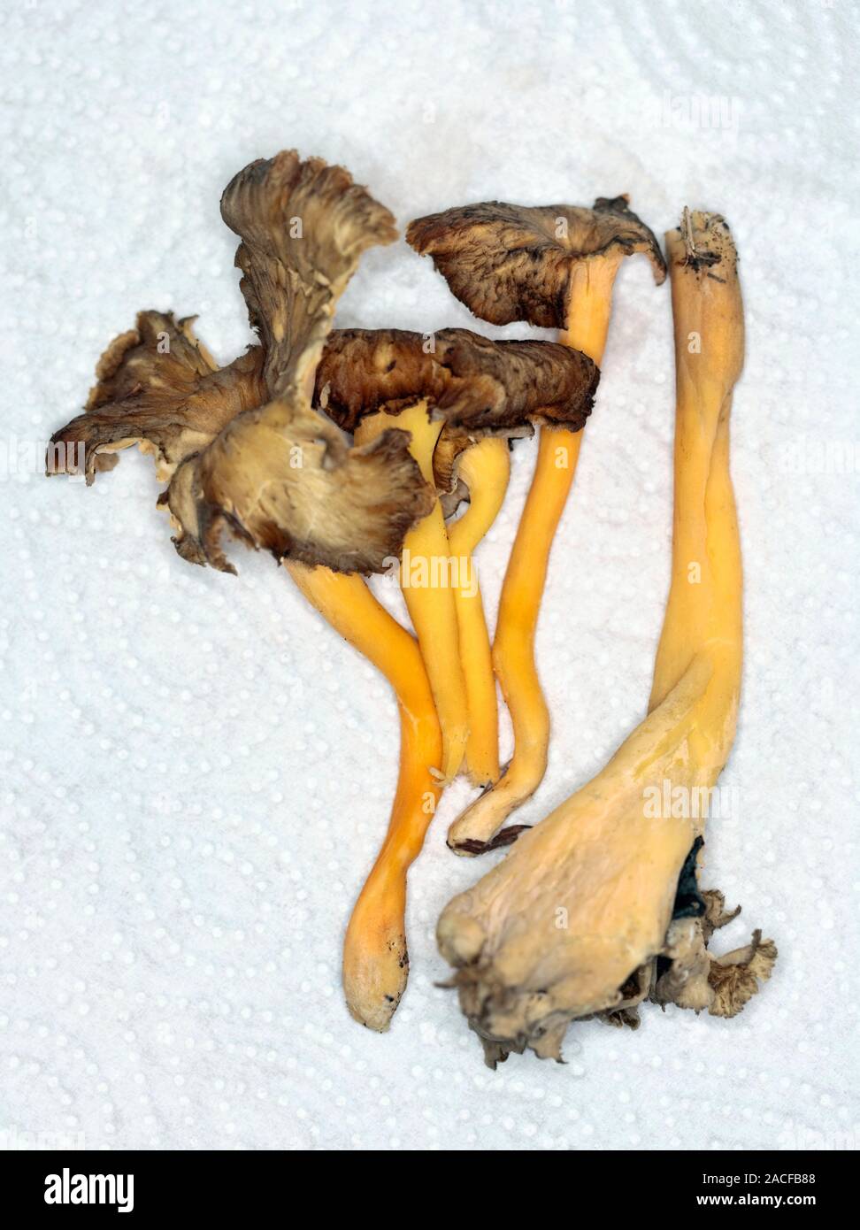 Craterellus tubaeformis against white background Stock Photo - Alamy