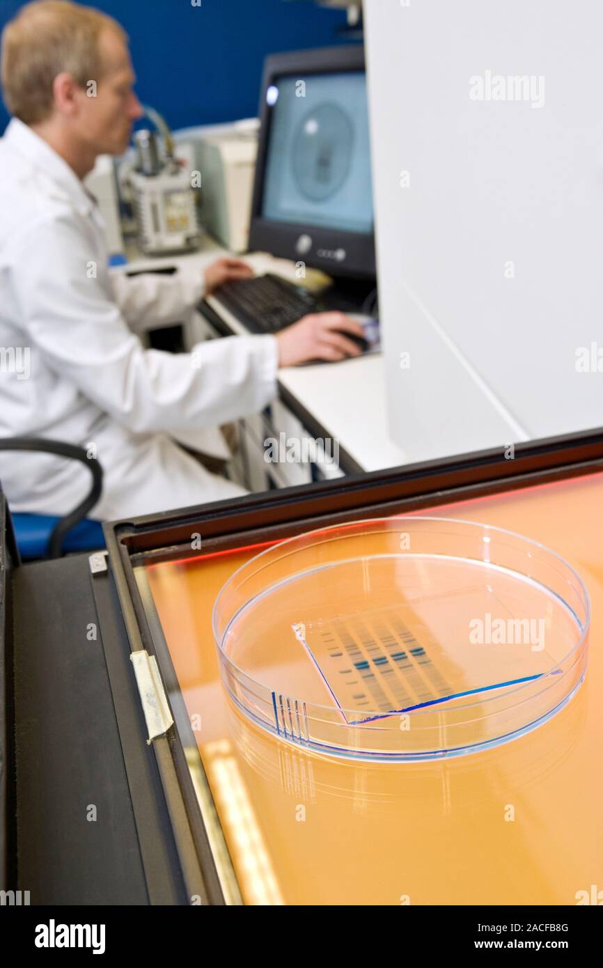 Protein analysis. Technician using a proteomics imaging system to ...