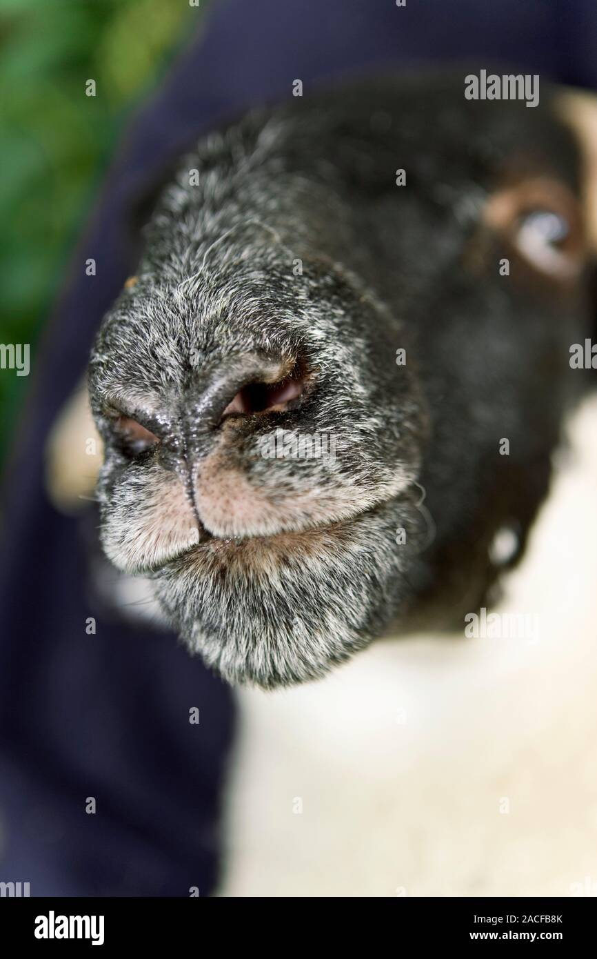 Black faced highland sheep, extreme close-up, Edinburgh, Scotland Stock ...