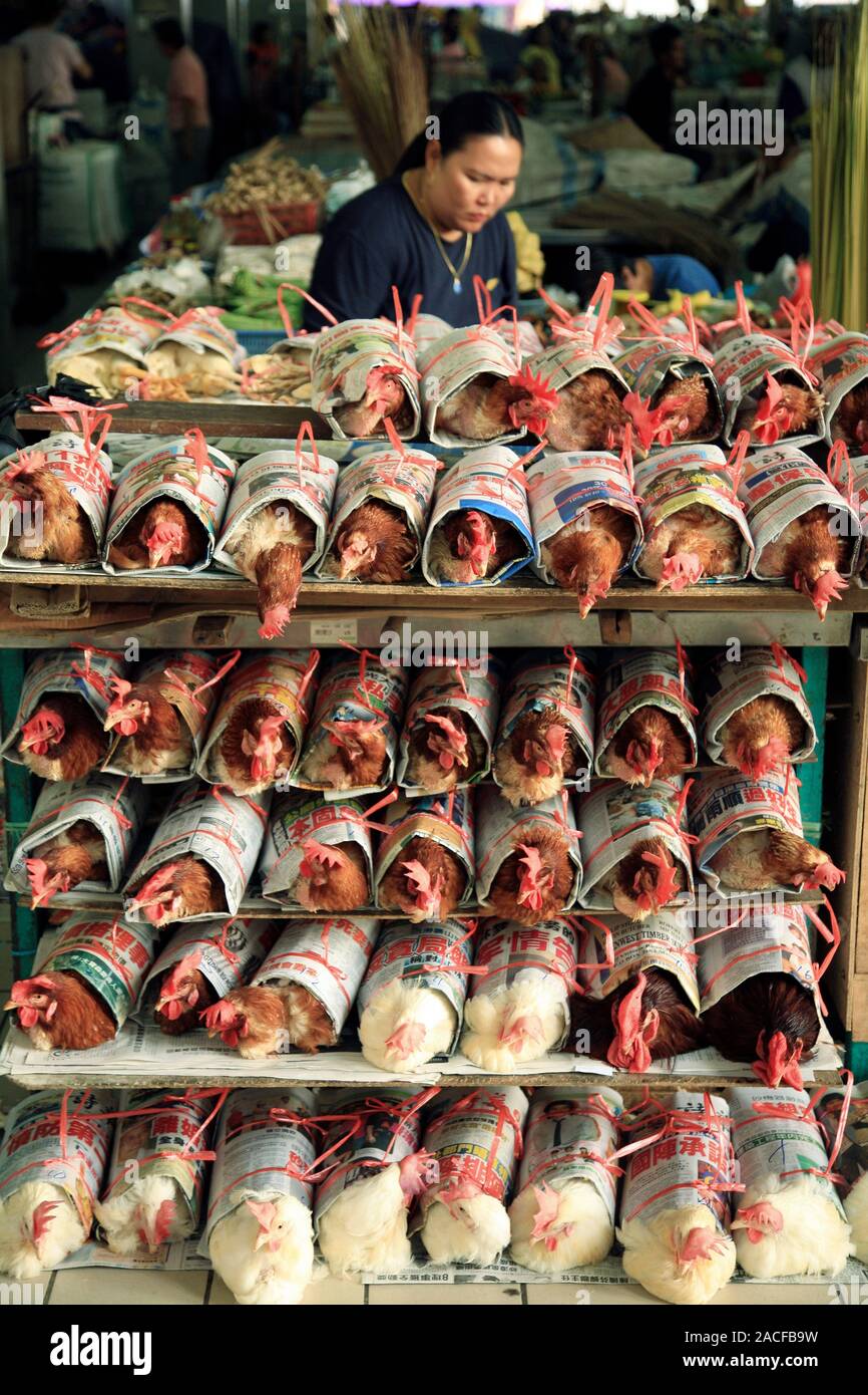 Sibu market, Sarawak, Borneo, Malaysia. Chickens tied in paper arranged ...