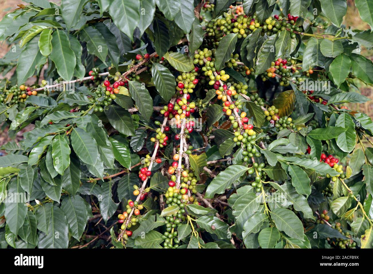 Indonesia, Sumatra, coffee plant (Coffea sp.). Clusters of fruits are ...