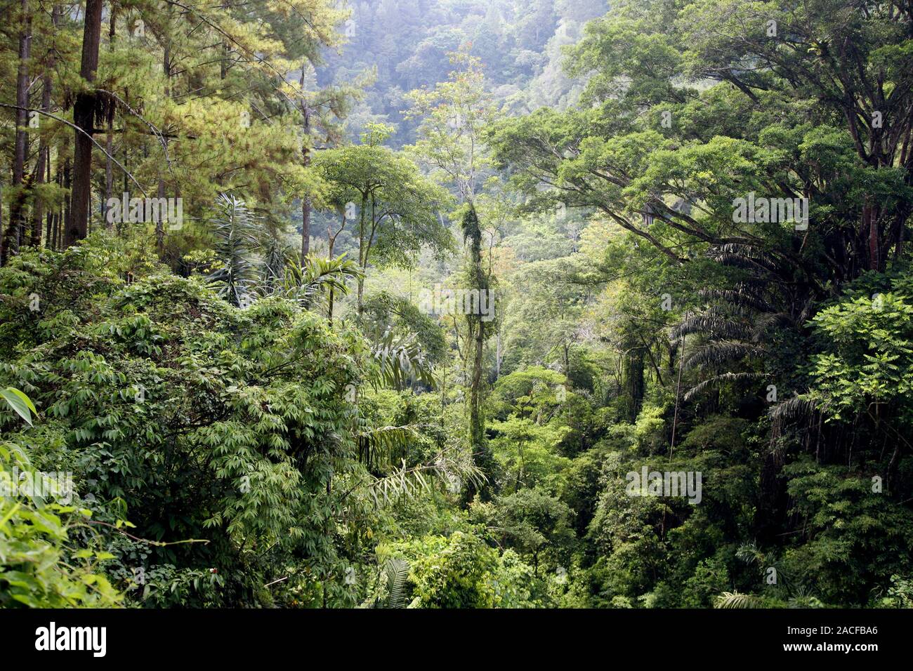 Indonesia, Sumatra, dense trees in jungle Stock Photo - Alamy