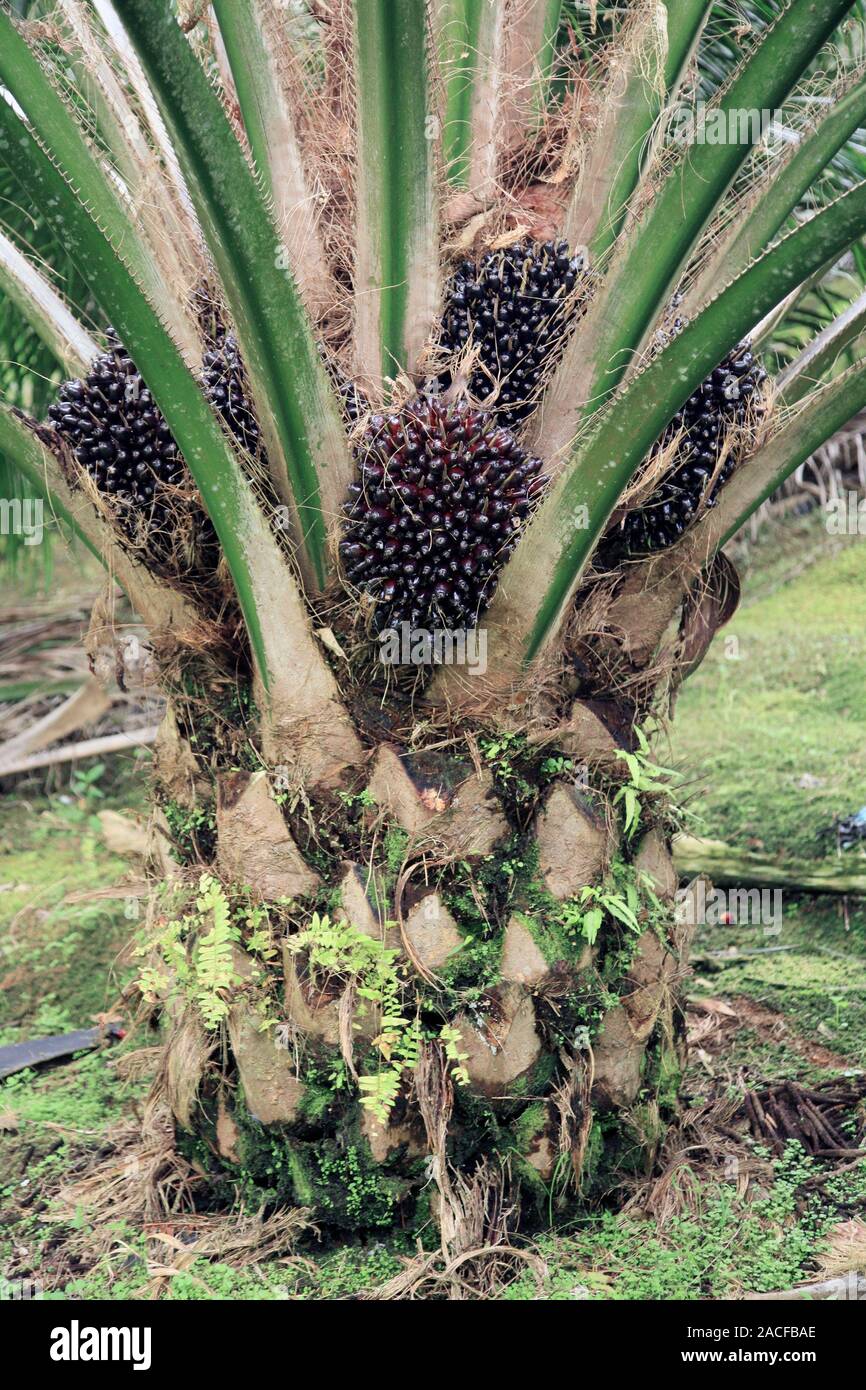 Malaysia, Sarawak, Borneo, oil palm tree with fruits Stock Photo - Alamy