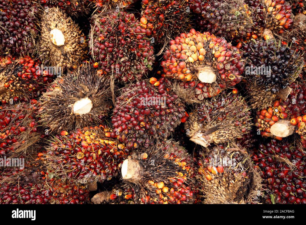 Malaysia, Sarawak, Borneo, oil palm fruits (Elaeis guineensis) in a ...