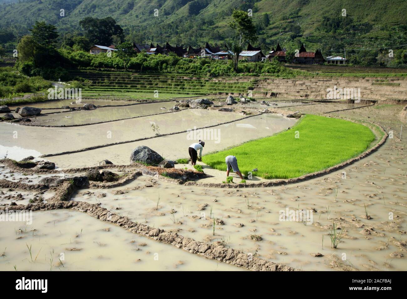 Indonesia, Sumatra, rice farmers planting rice at a plantation Stock ...