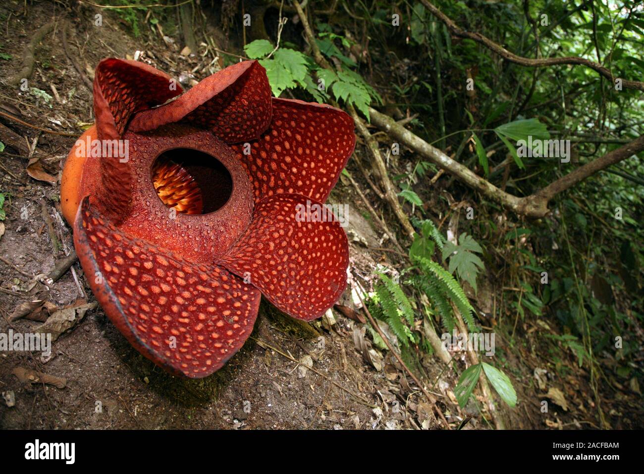 Indonesia, Sumatra, Berastagi, Rafflesia flower (Rafflesia arnoldii) on ...