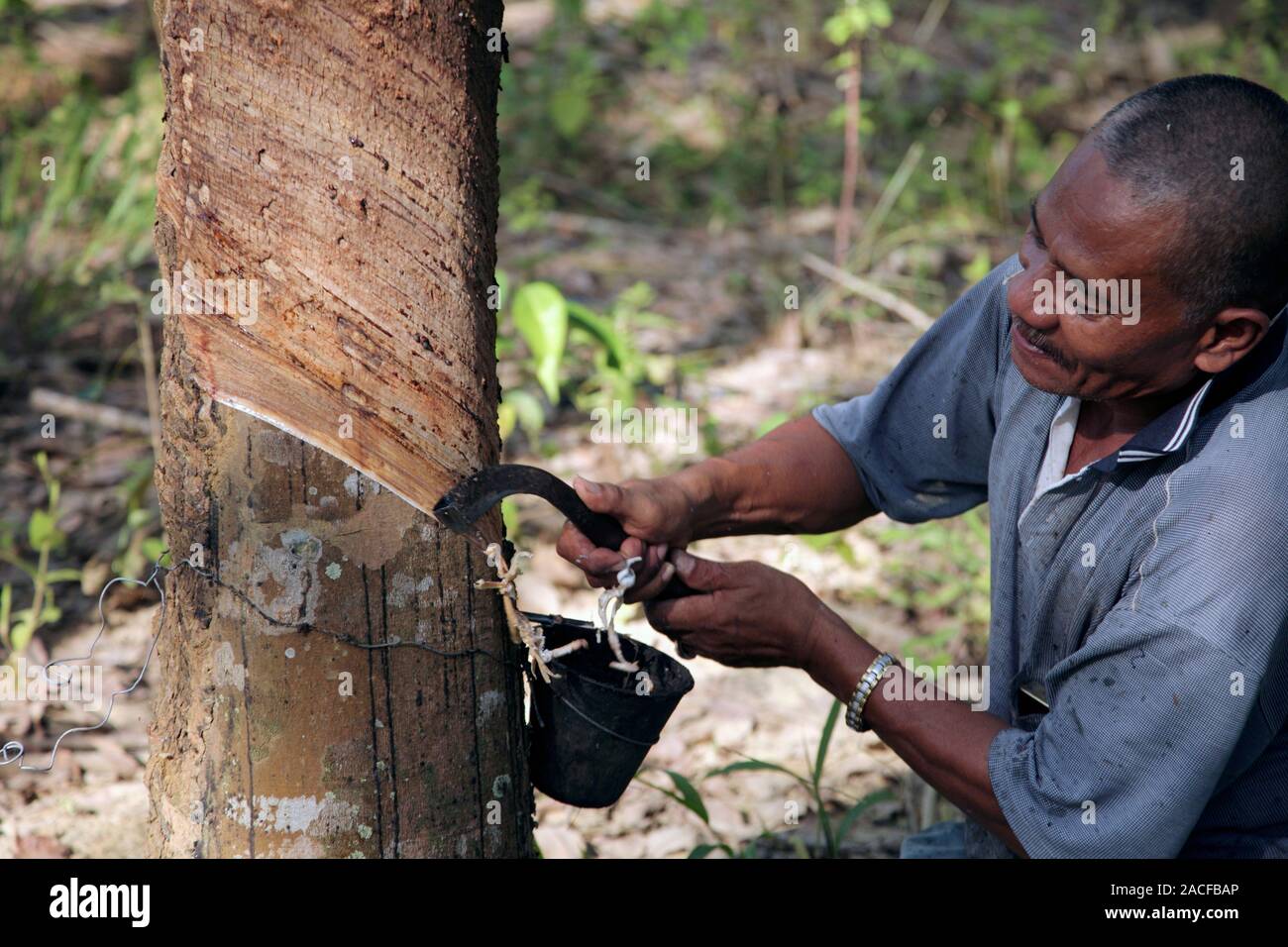 Malaysia, man tapping rubber trees (Hevea brasiliensis). It is grown ...