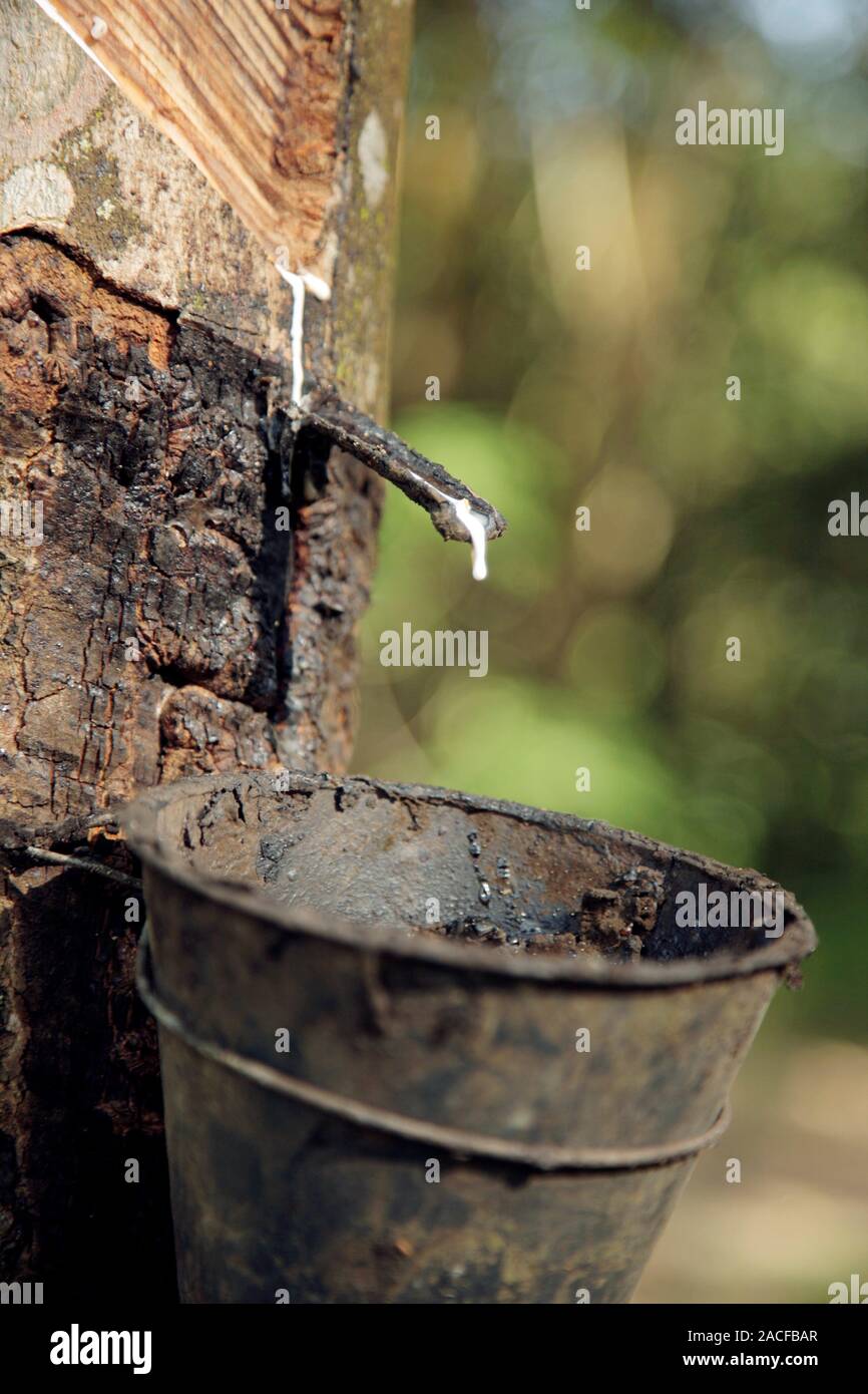 Malaysia, detail of rubber trees (Hevea brasiliensis) with bowl. It is ...