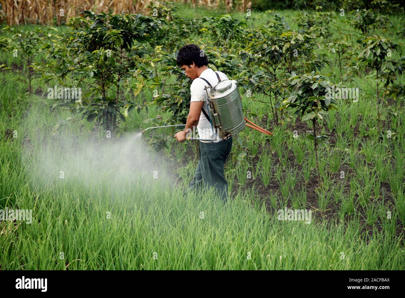 Farmers spraying pesticide on a rice paddy. Rice (Oryza sativa) is one ...