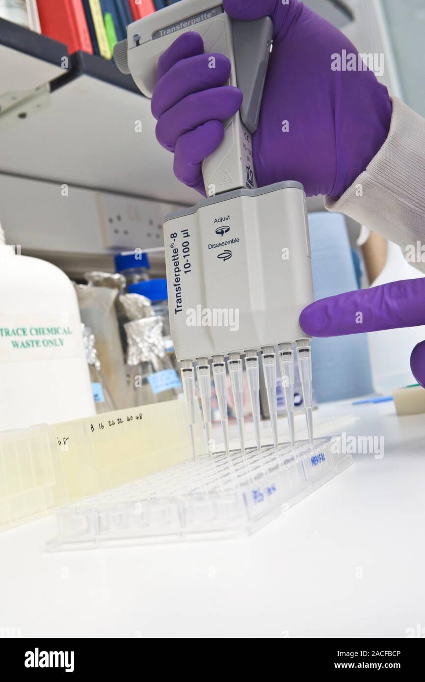 Protein research. Technician using a multipipette to deposit protein ...