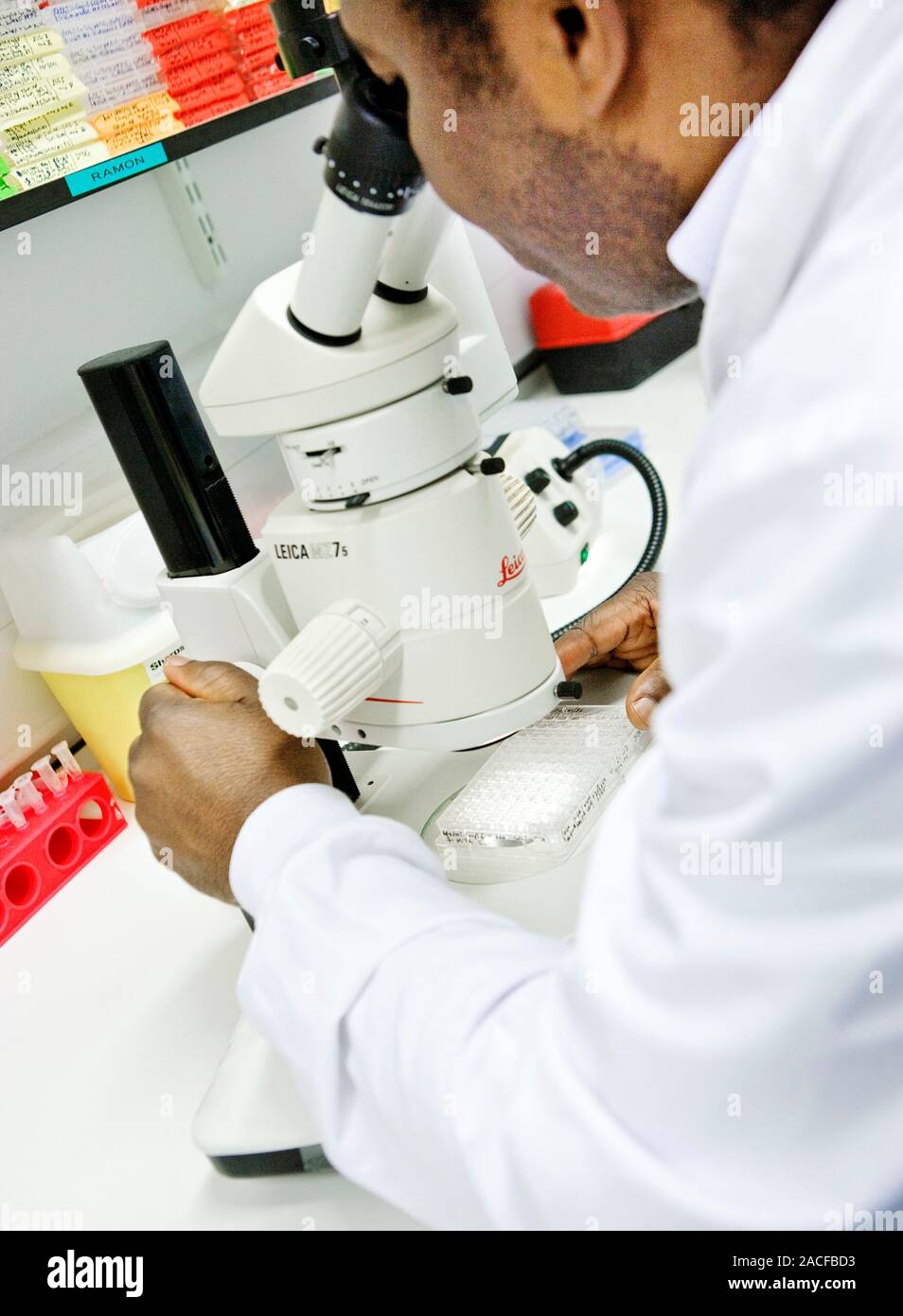 Protein research. Researcher using a light microscope to view the ...