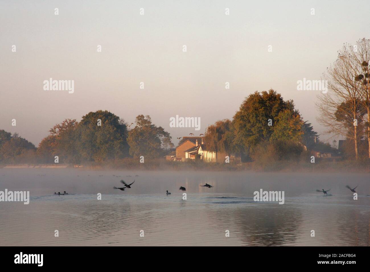 Pond landscape with early morning mist and waterfowl. Photographed at ...