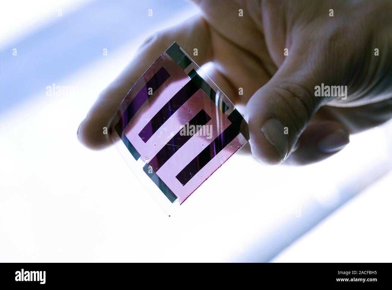 Plastic photovoltaic cell being held in a researcher's hand ...