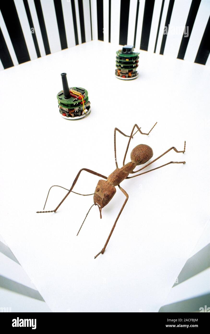 Robotics research. Model of an ant with robotic components in the ...