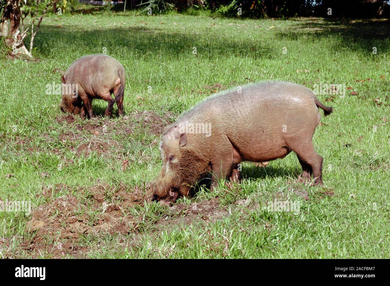 Bearded pigs (Sus barbatus) foraging. These wild pigs inhabit ...