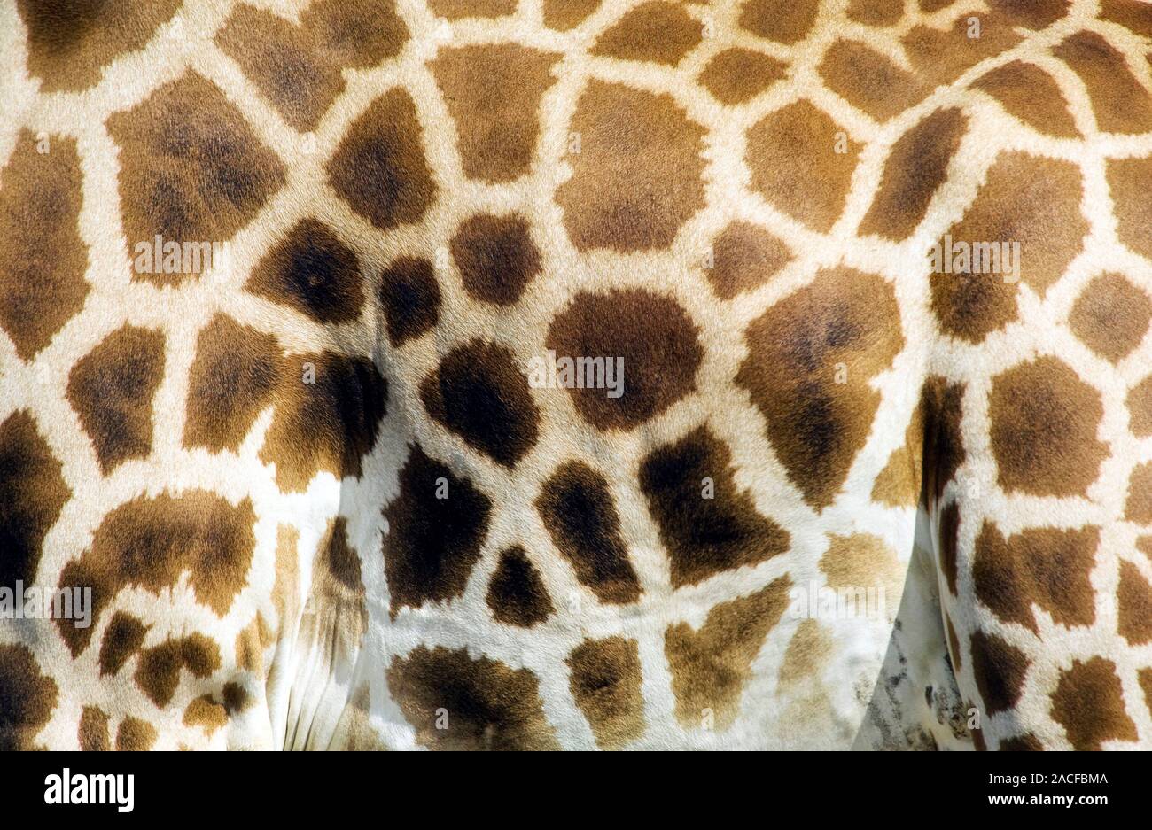 West African giraffe (Giraffa camelopardalis peralta). Close-up of the ...