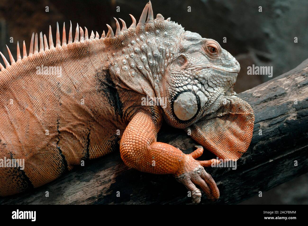 Green iguana (Iguana iguana) on a branch. The spines on an iguana's ...
