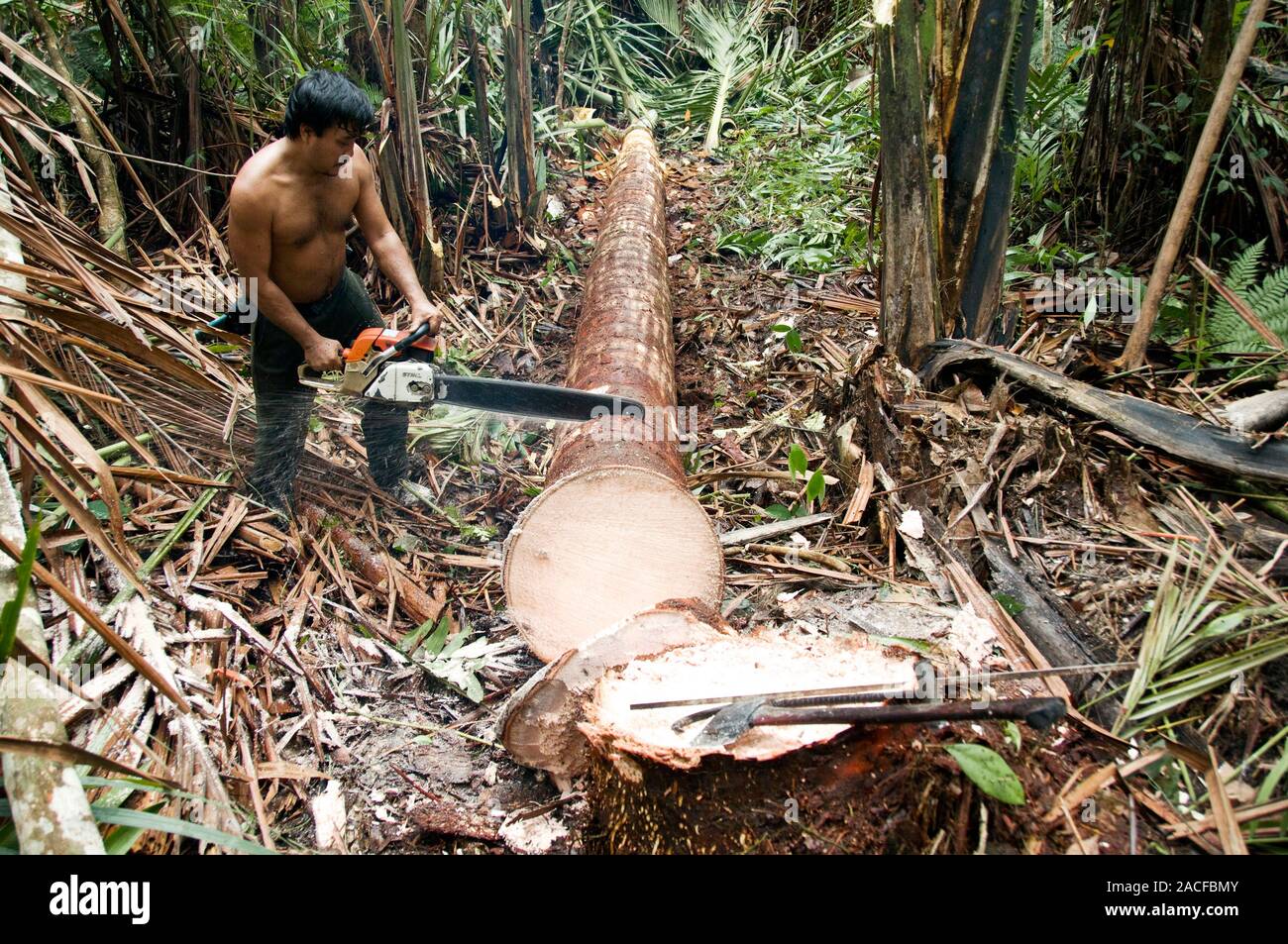 Preparing sago palm logs. Image 1 of 2. Man cutting up the trunk of a ...