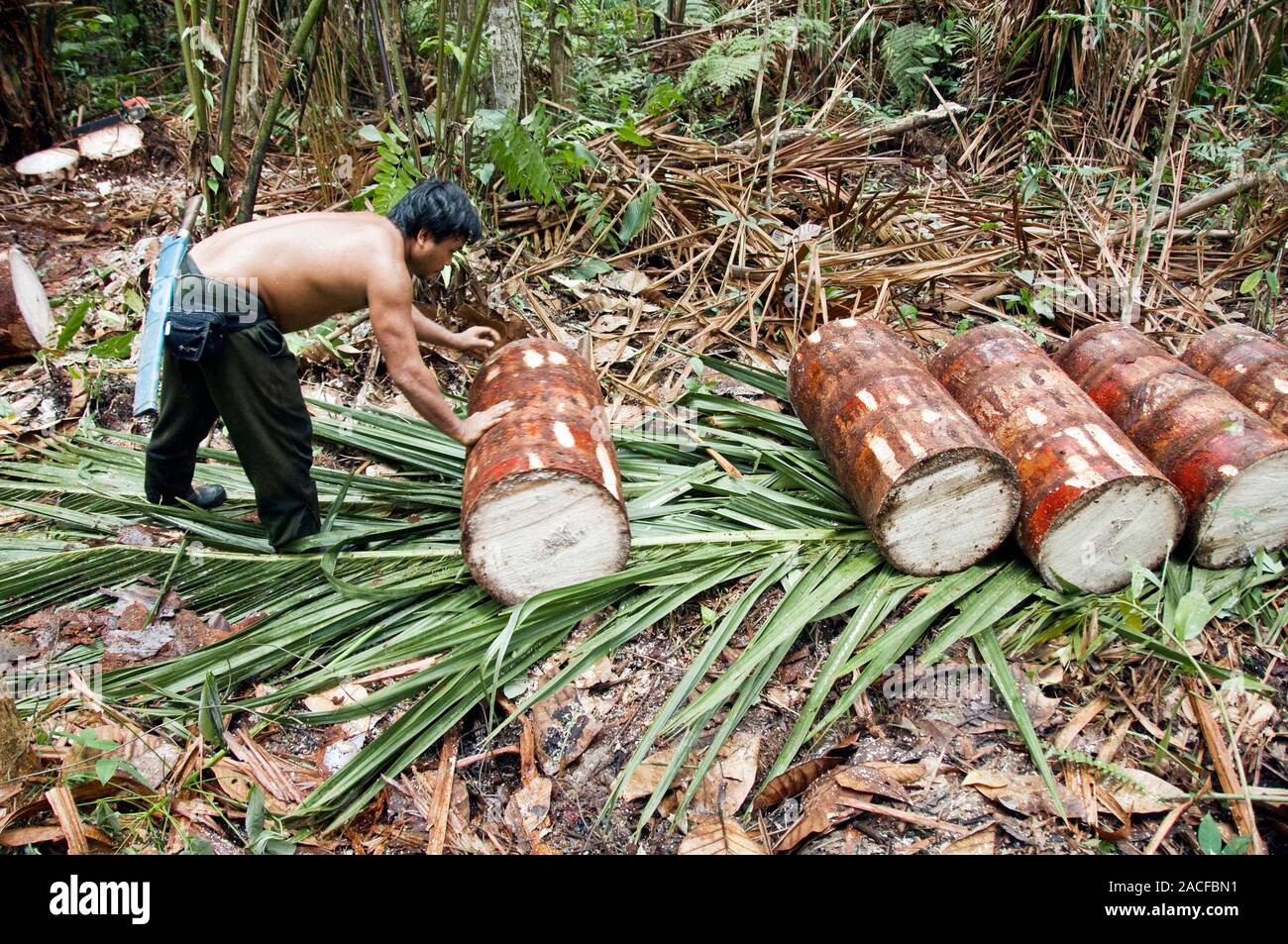 Preparing sago palm logs. Image 2 of 2. Man collecting logs that have been cut from the trunk of ...