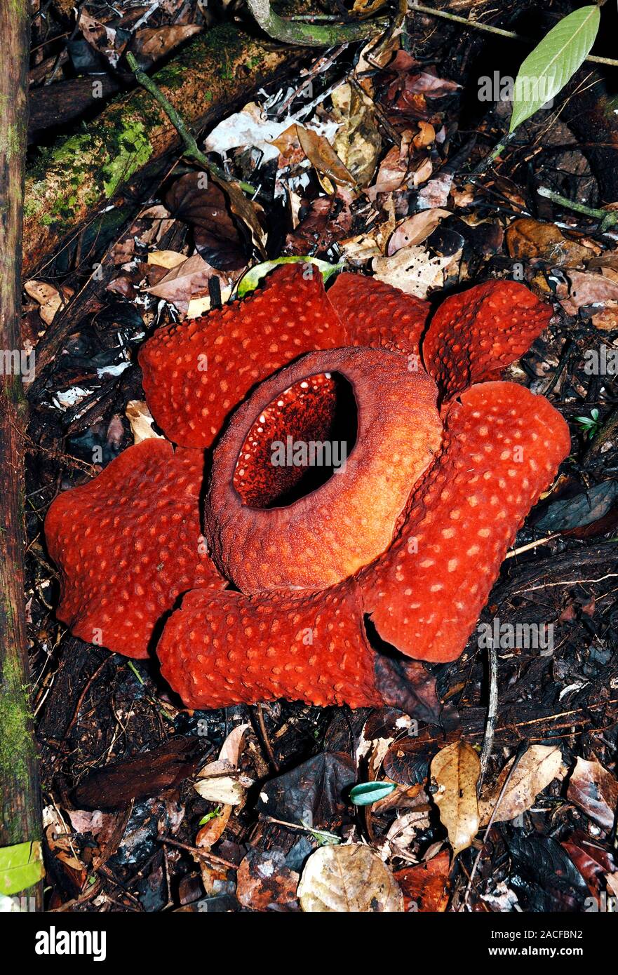 Rafflesia flower (Rafflesia arnoldii). Rafflesia arnoldii is a ...