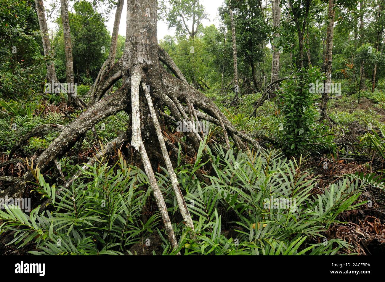 Mangrove tree roots. Base of a mangrove (Rhizophora sp.) tree, showing ...