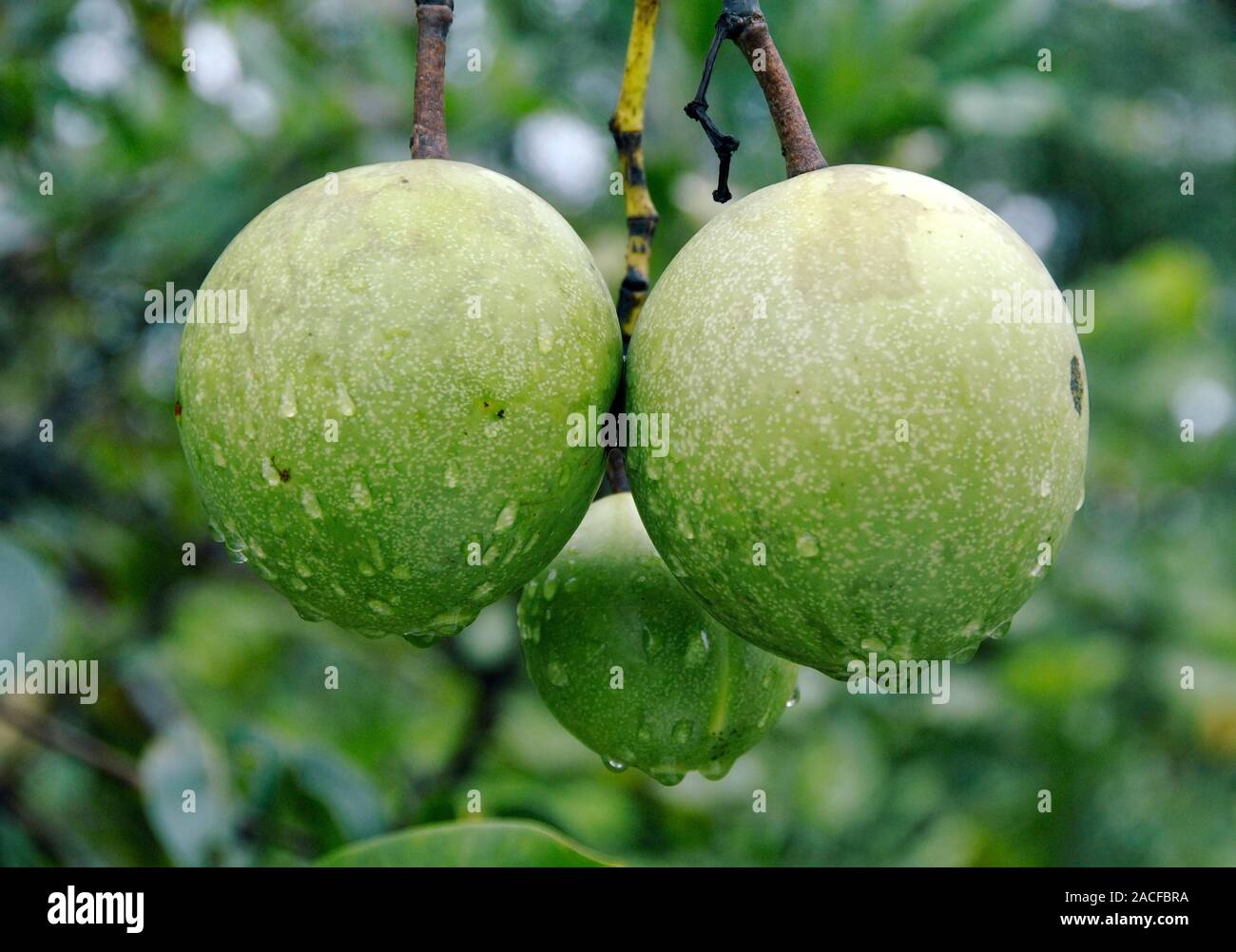 Suicide tree fruit. Close-up of the fruit of the Othalanga (Cerbera ...