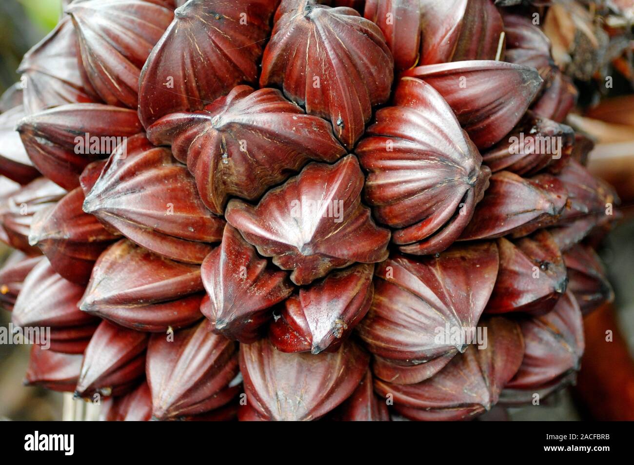 Mangrove palm (Nypa fruticans) fruit. Close-up of the fruit of the ...
