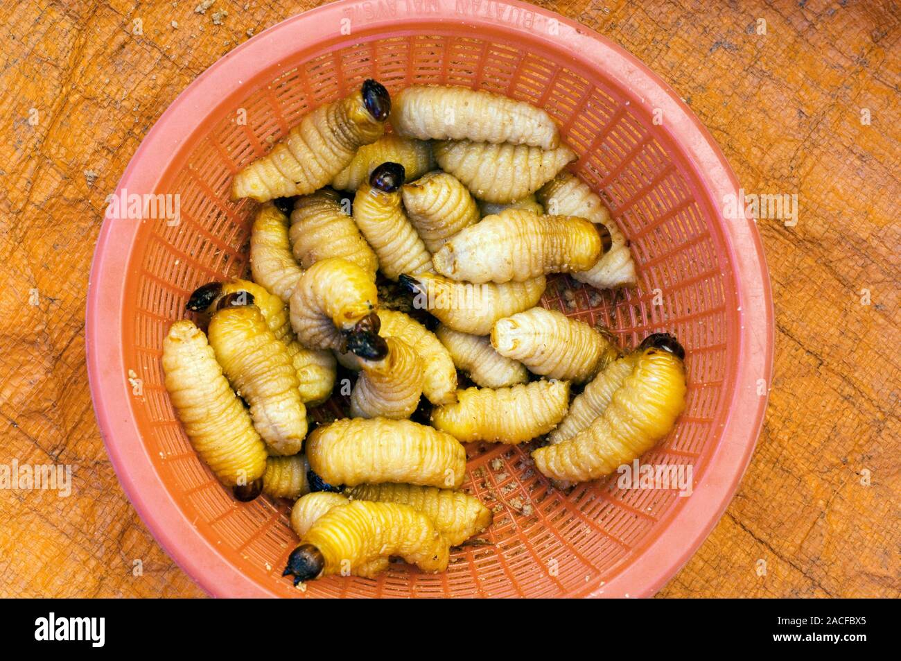 Fried sago grubs. Fried larvae of a palm weevil (Rhynchophorus sp.) in ...