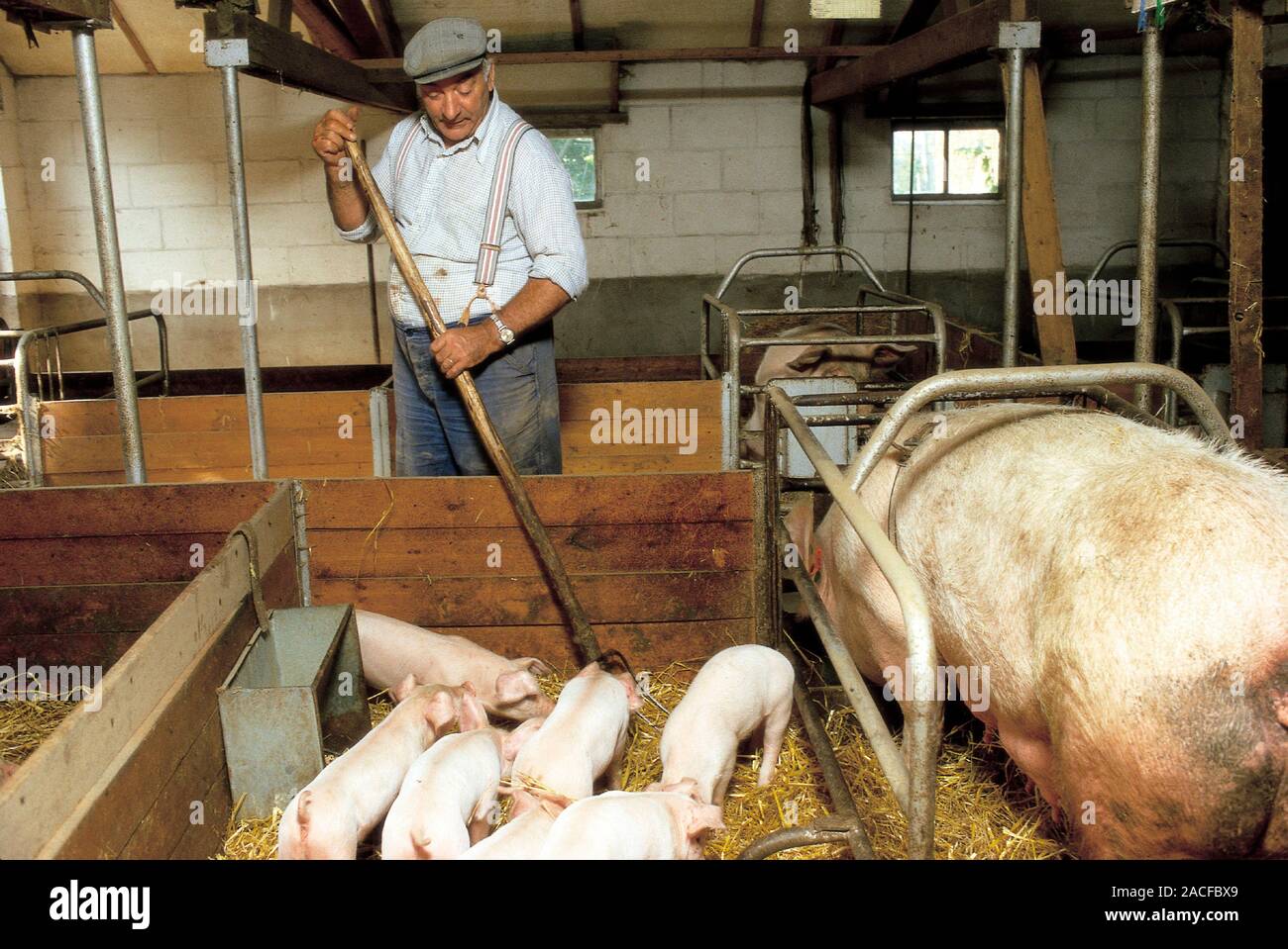 Pig farming. Farmer tending to piglets (Sus scrofa domestica) in a pig ...